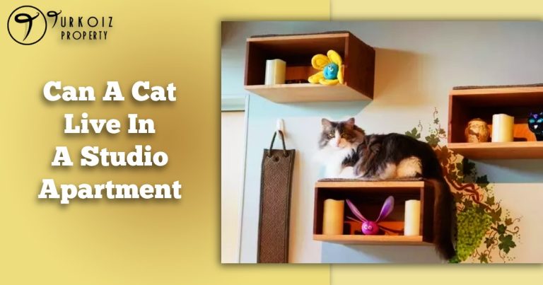 Can a Cat Live in a Studio Apartment: A Comprehensive Guide